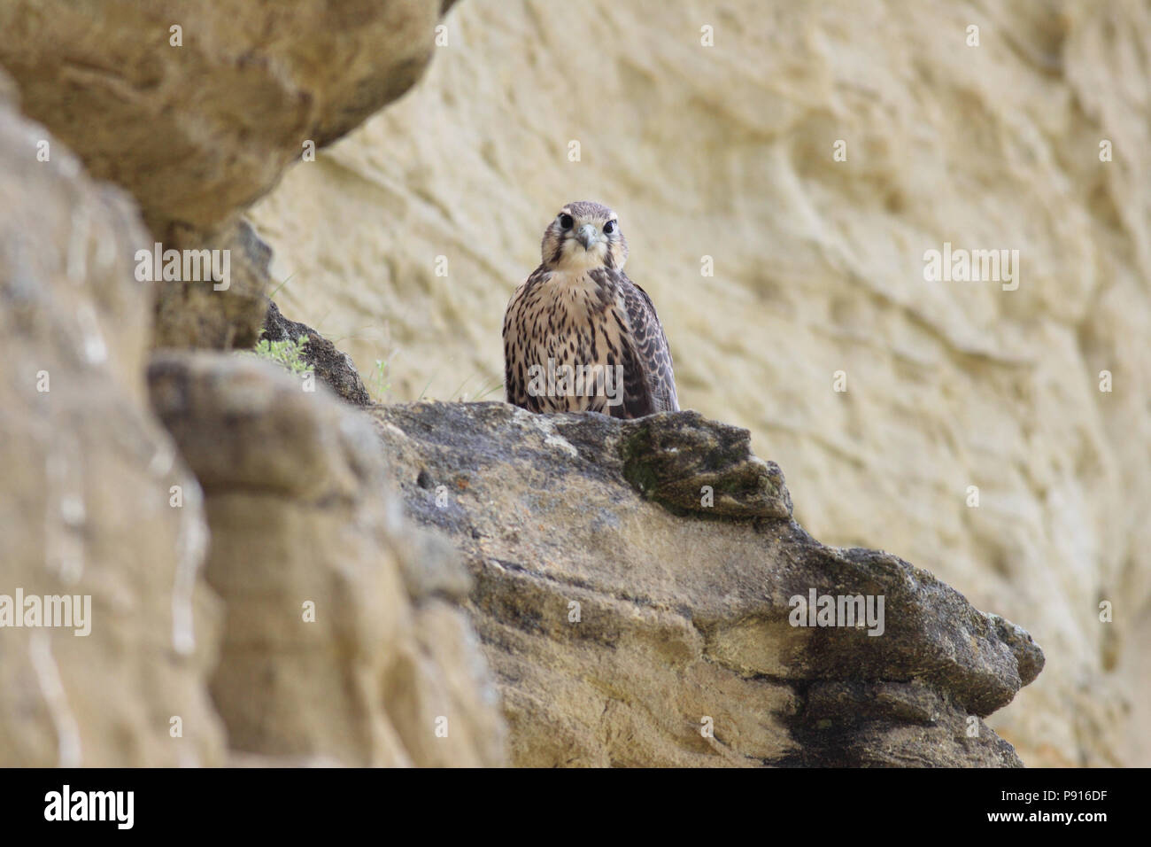 Prairie falcon habitat hi-res stock photography and images - Alamy