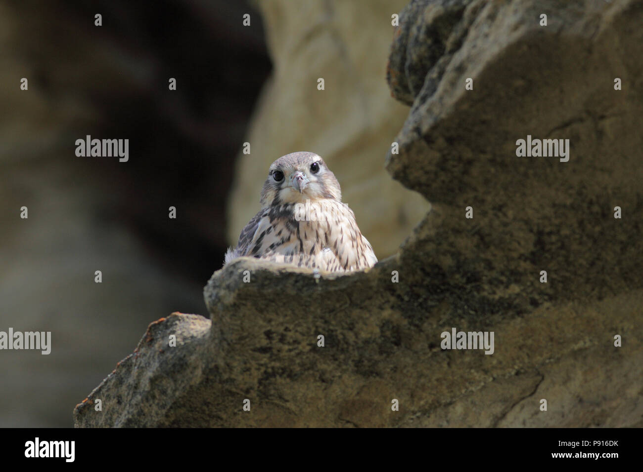 Young Prairie Falcon (Falco mexicanus) near nesting area in the North ...
