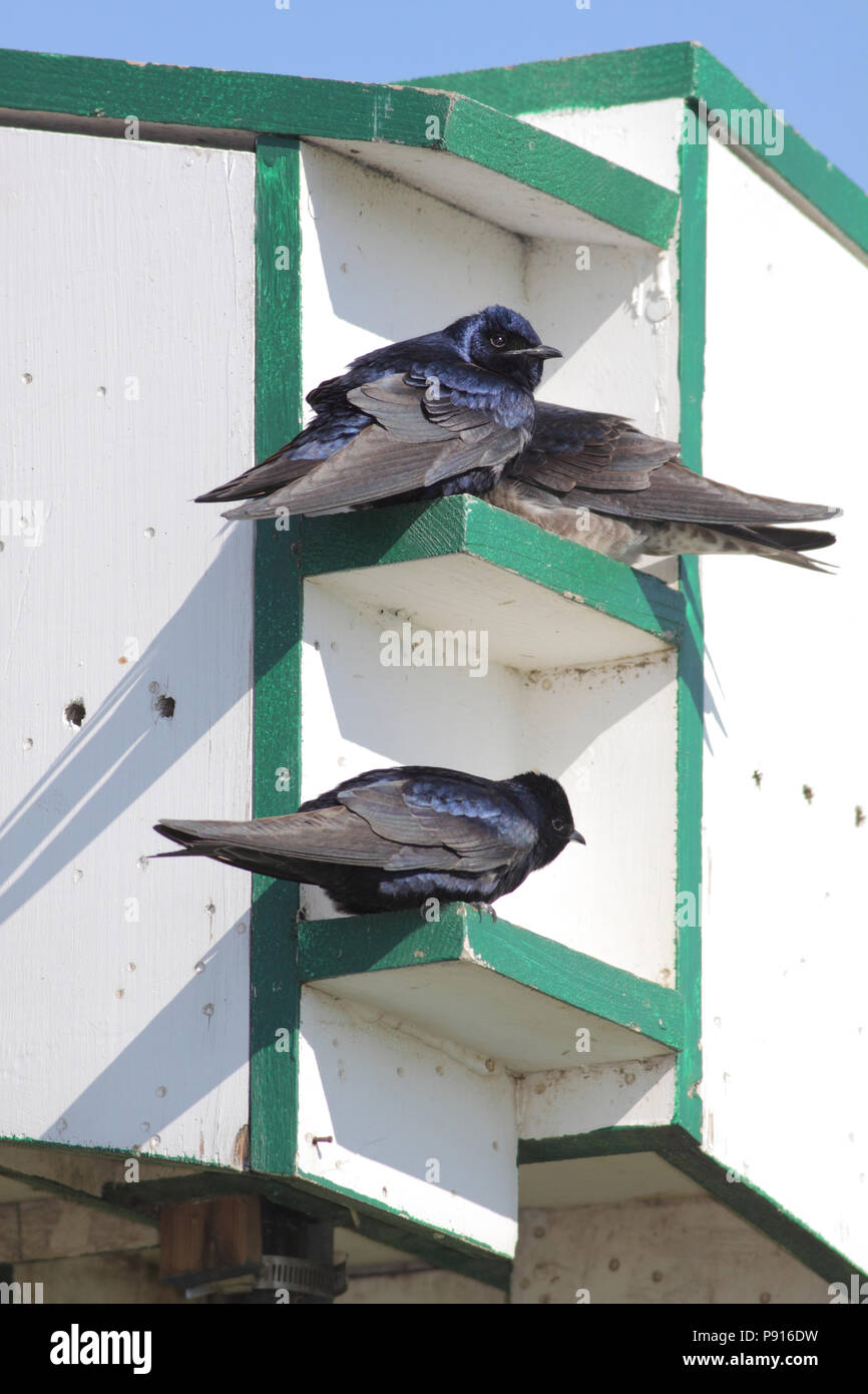 Purple martin house hi-res stock photography and images - Alamy