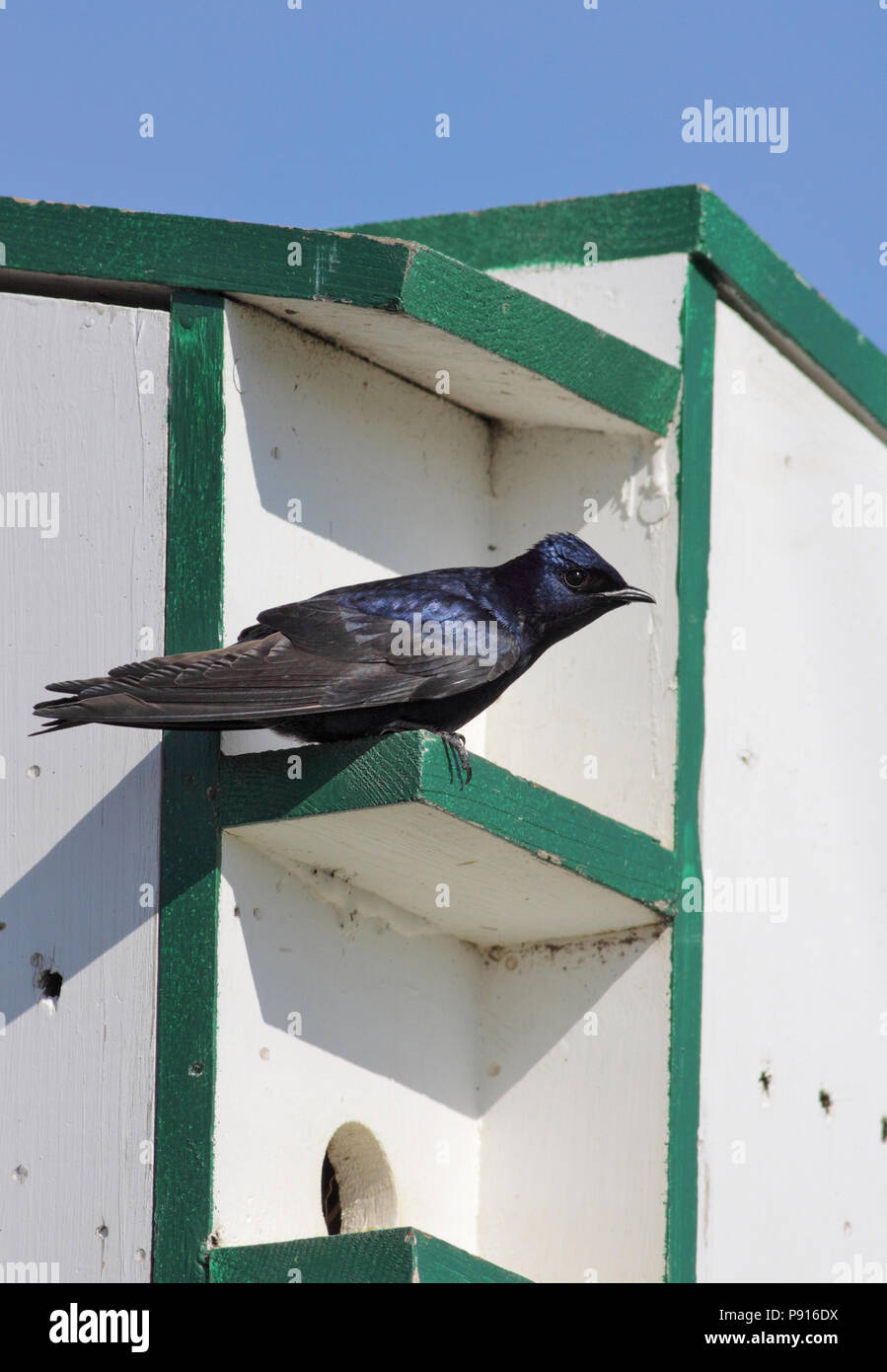 Purple martin nest box hi-res stock photography and images - Alamy