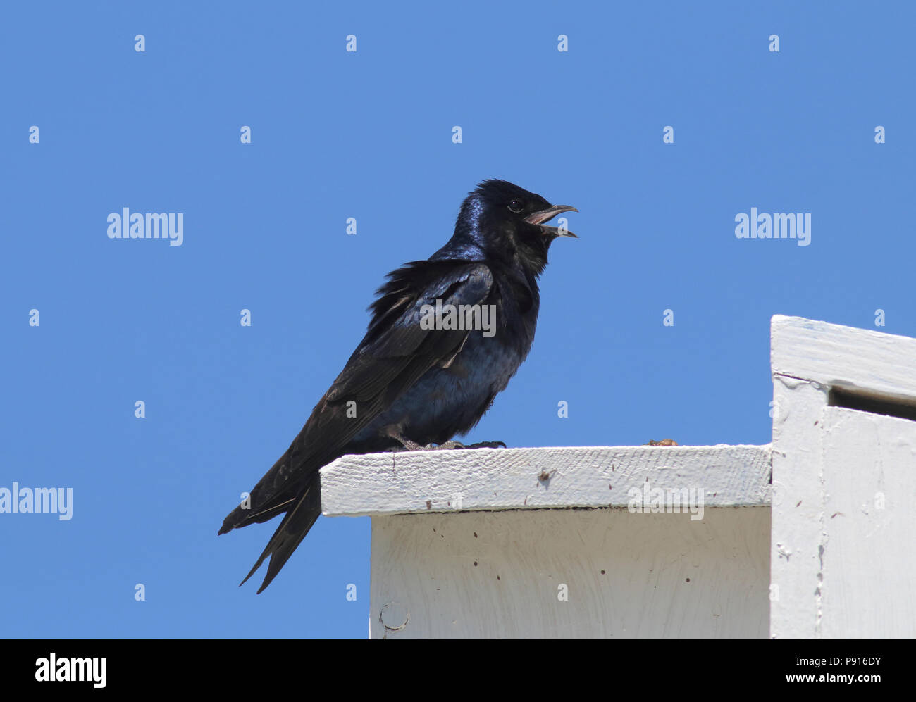 Purple martin house hi-res stock photography and images - Alamy