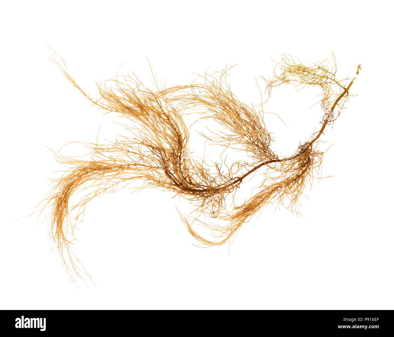 Seashore algae Cut Out Stock Images & Pictures - Alamy