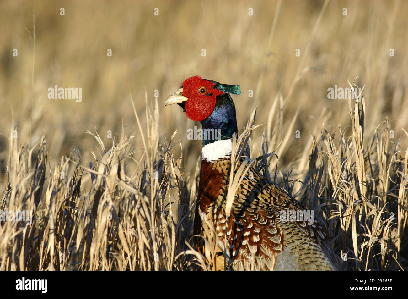 Male Ring-necked (Common) Pheasant portrait, from South Dakota in the ...
