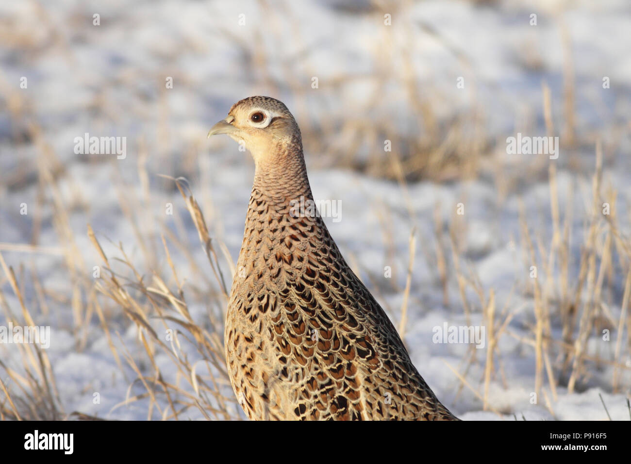 Female ring necked pheasant hi-res stock photography and images - Alamy