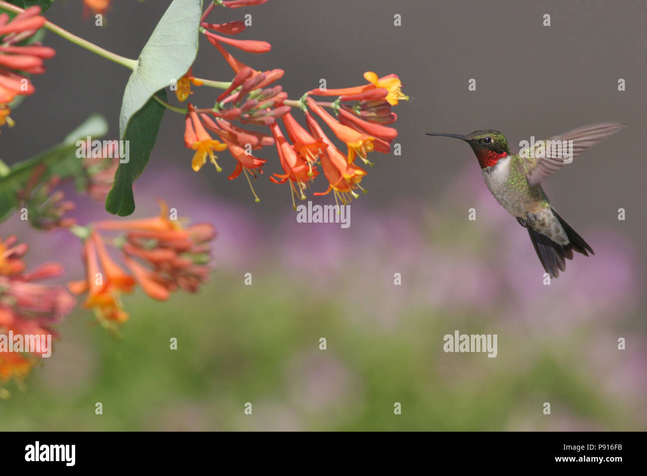Orange hummingbird hi-res stock photography and images - Alamy
