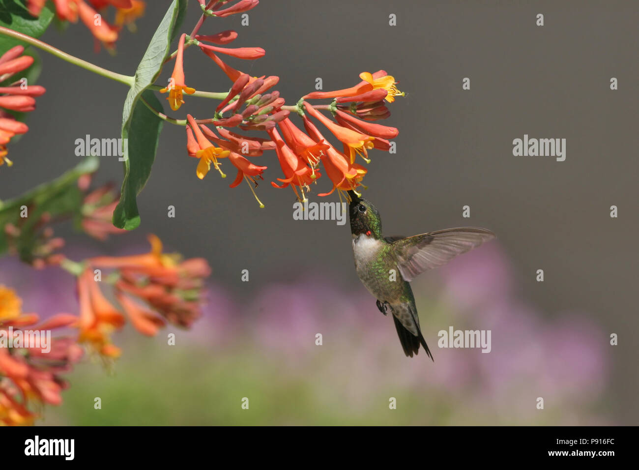 Hummingbird honeysuckle hi-res stock photography and images - Alamy