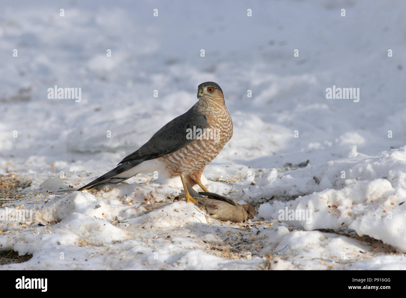 A sparrow hawk hi-res stock photography and images - Alamy