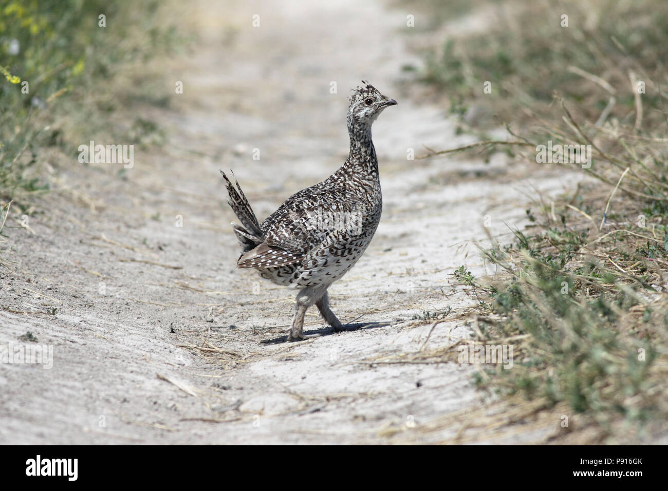 Sharp-tailed Grouse July 5, 2010 Badlands National Park, South Dakota ...