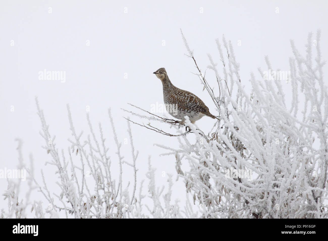Sharp tailed grouse hi-res stock photography and images - Alamy