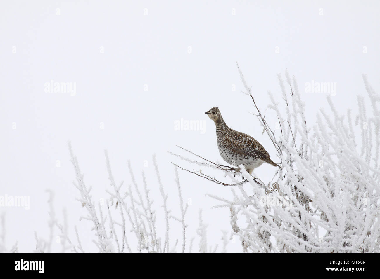 Sharp-tailed Grouse December 19th, 2009 Lyman County, South Dakota ...