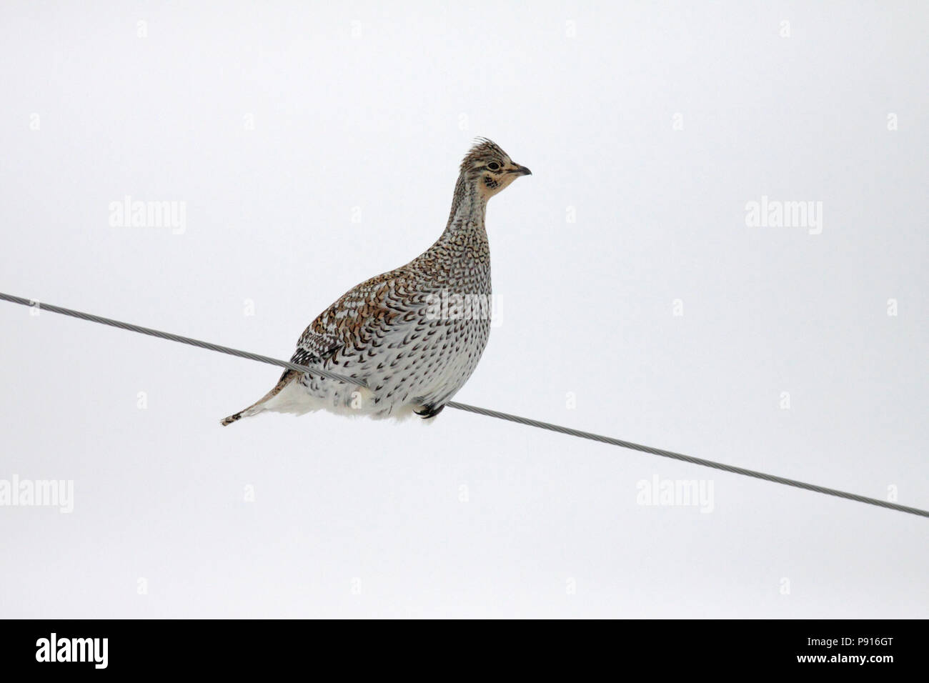 Sharp Tailed Grouse Stock Photos & Sharp Tailed Grouse Stock Images - Alamy