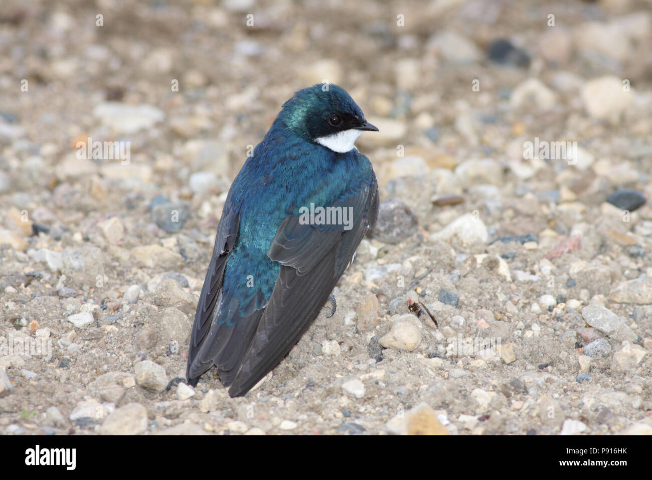 Swallow feather hi-res stock photography and images - Alamy