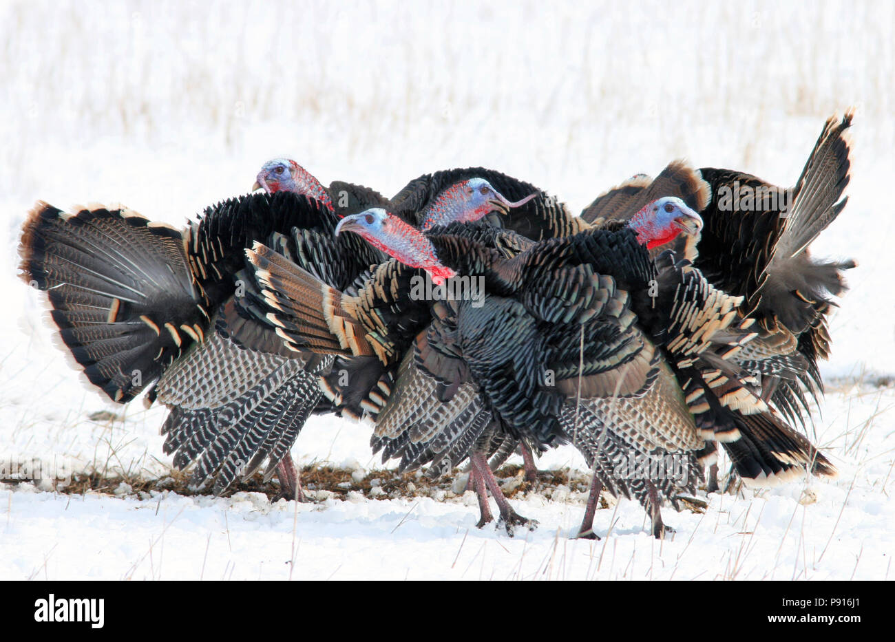 Wild Turkey males displaying and calling February 18th, 2007 10 miles ...