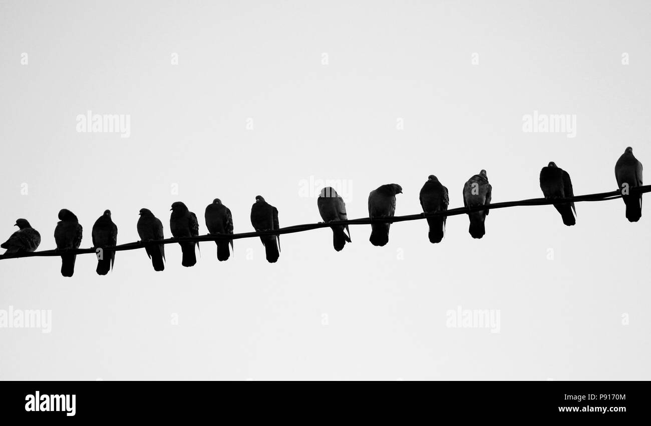 Photo of a close-up of many silhouettes of birds on wires on a light ...