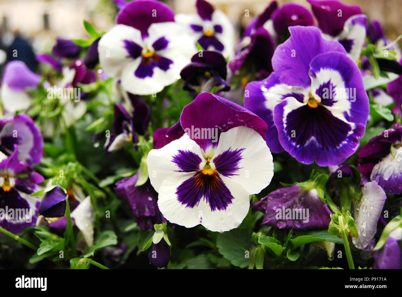 Colourful pansy flowers in flower beds of the gardens of Ravello ...