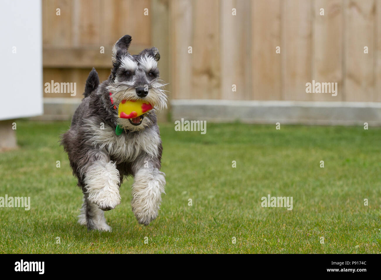 Ball jump hi-res stock photography and images - Alamy