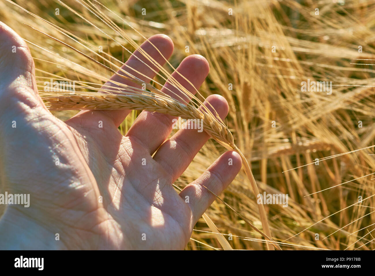 Holding barley hi-res stock photography and images - Alamy