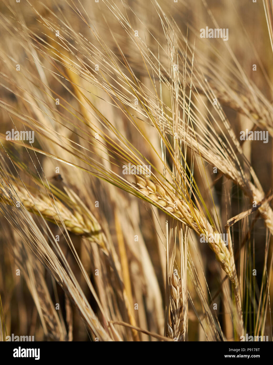 Barley ears closeup Stock Photo - Alamy