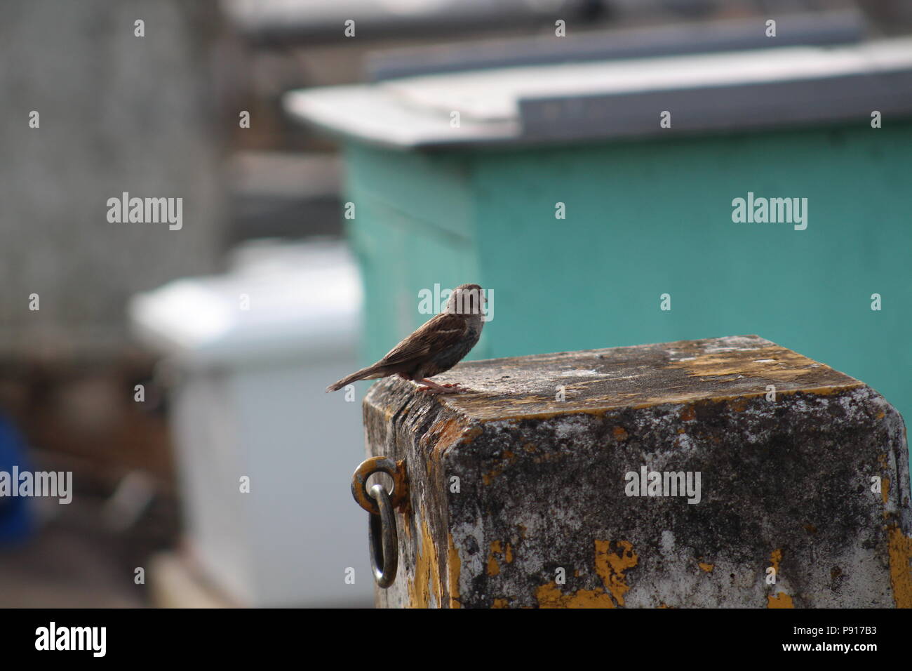 Iwa bird hi-res stock photography and images - Alamy