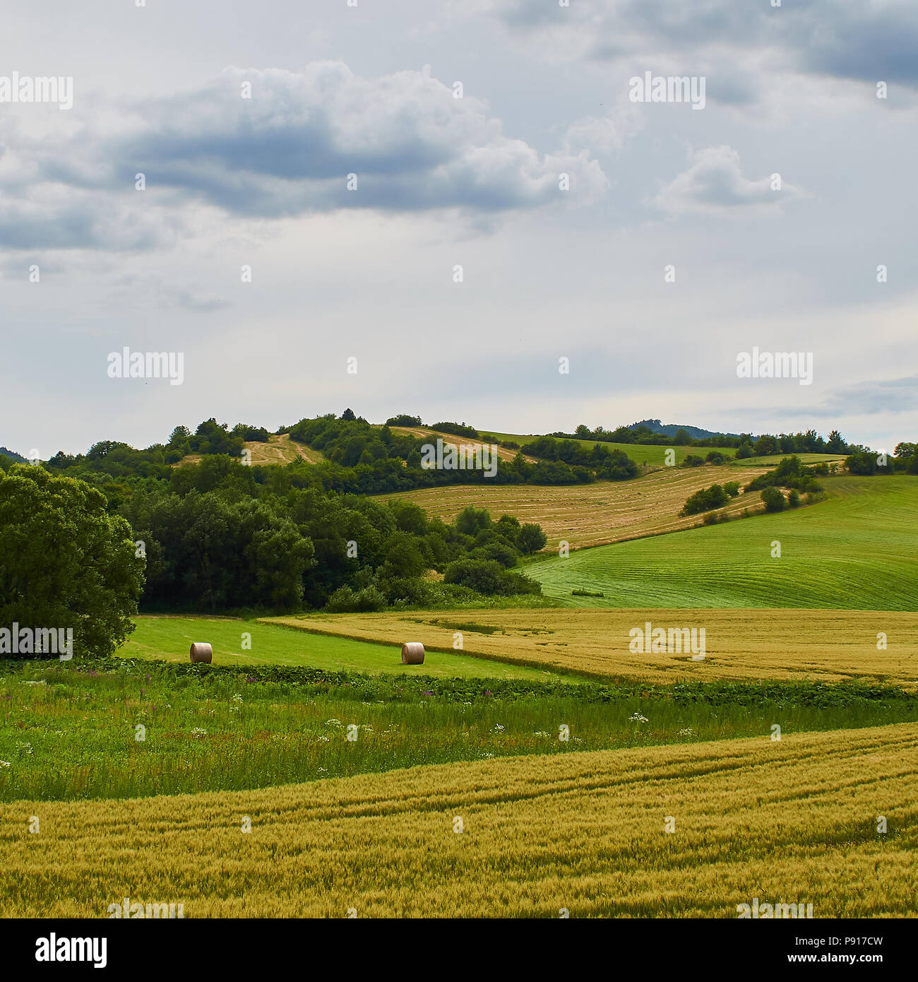 Beautiful rural landscape with wheat field and meadows Stock Photo - Alamy