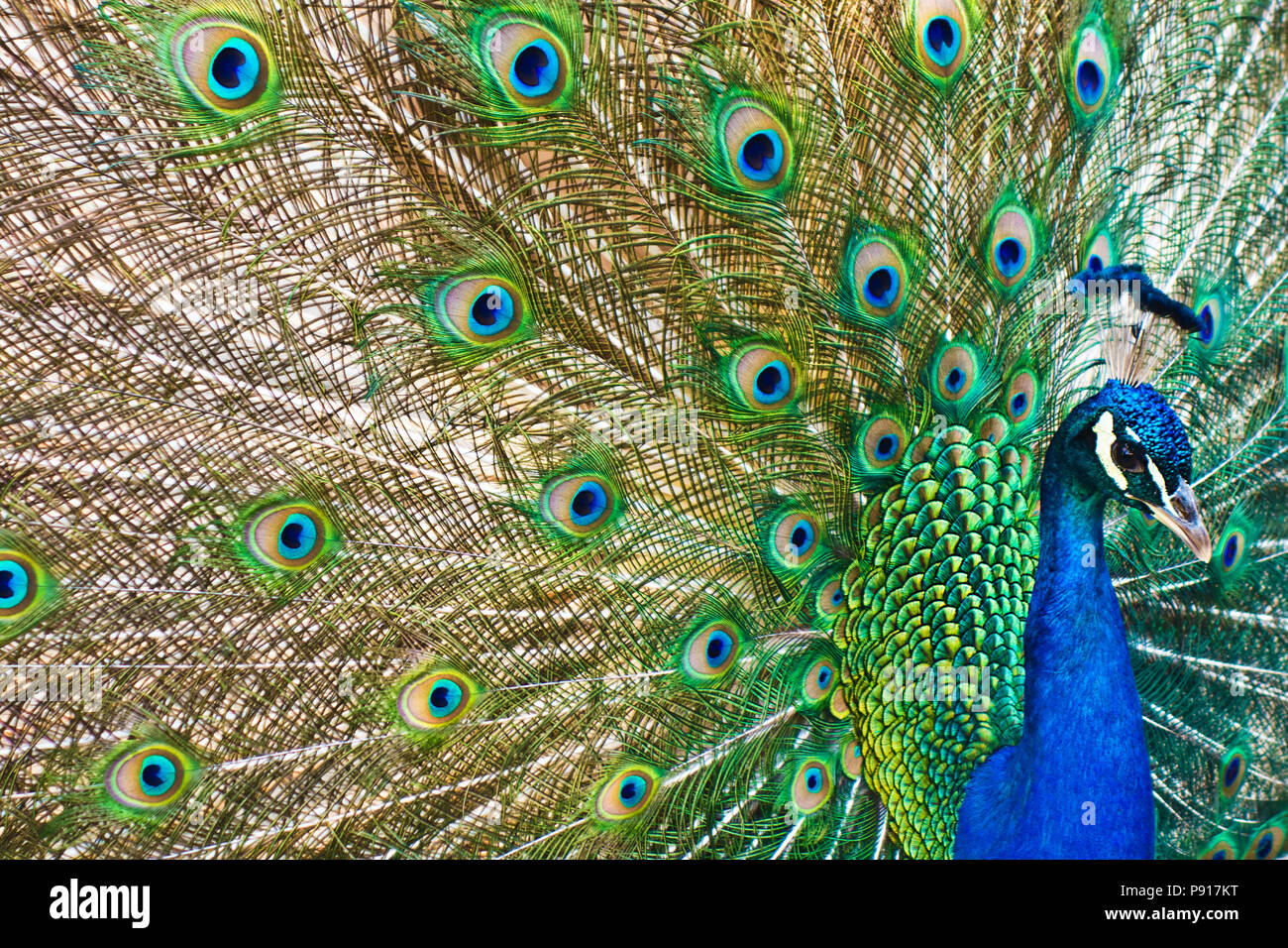 male Indian peafowl - Pavo cristatus displaying his tail Stock Photo ...