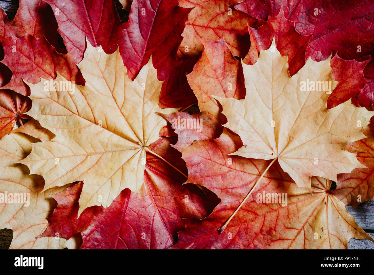 Maple leaves over rustic wooden background. The concept of fall and ...