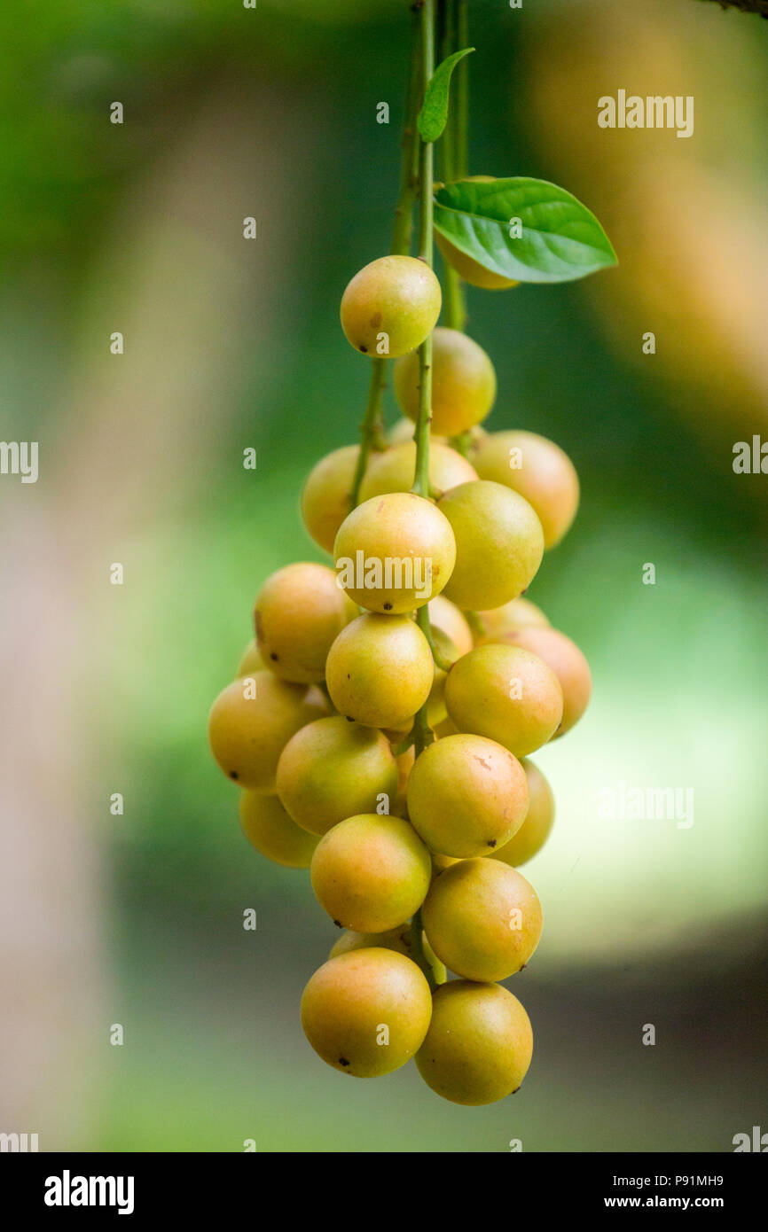 Lotkan plantation at Belabo, Narsingdi, Bangladesh Stock Photo - Alamy