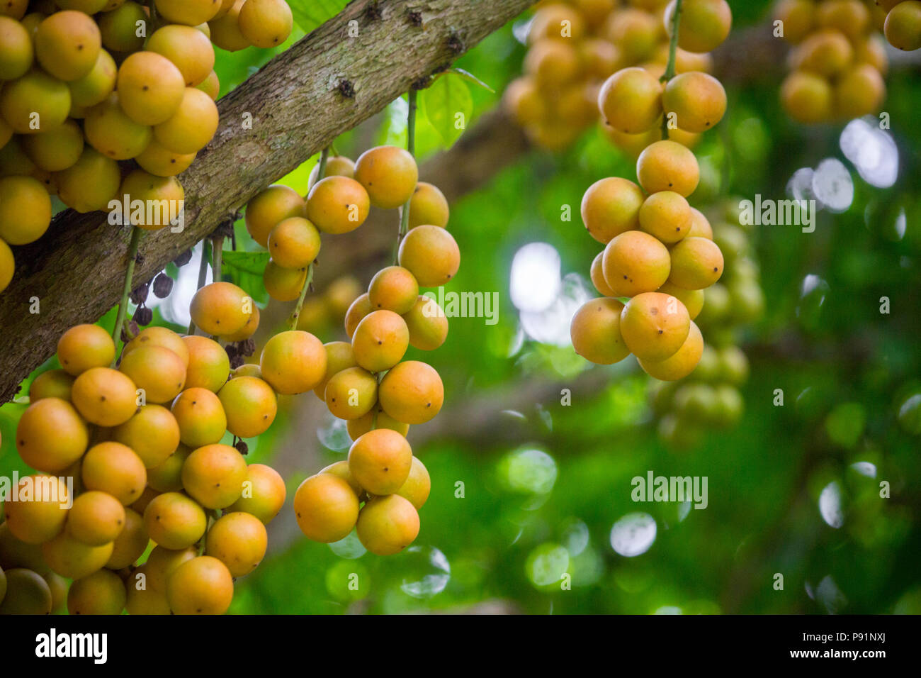 Lotkan plantation at Belabo, Narsingdi, Bangladesh Stock Photo - Alamy