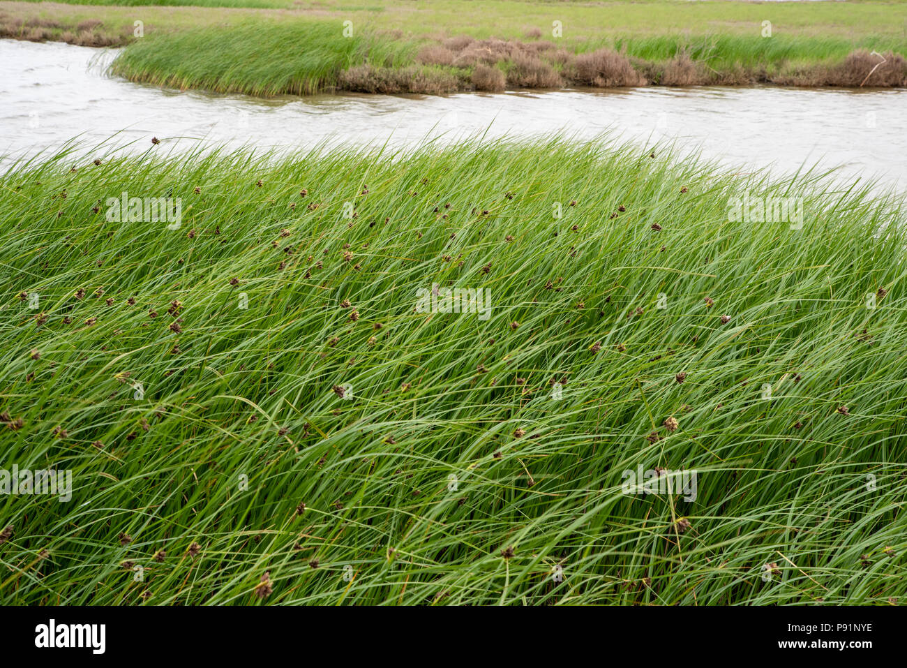 Evros delta hi-res stock photography and images - Alamy