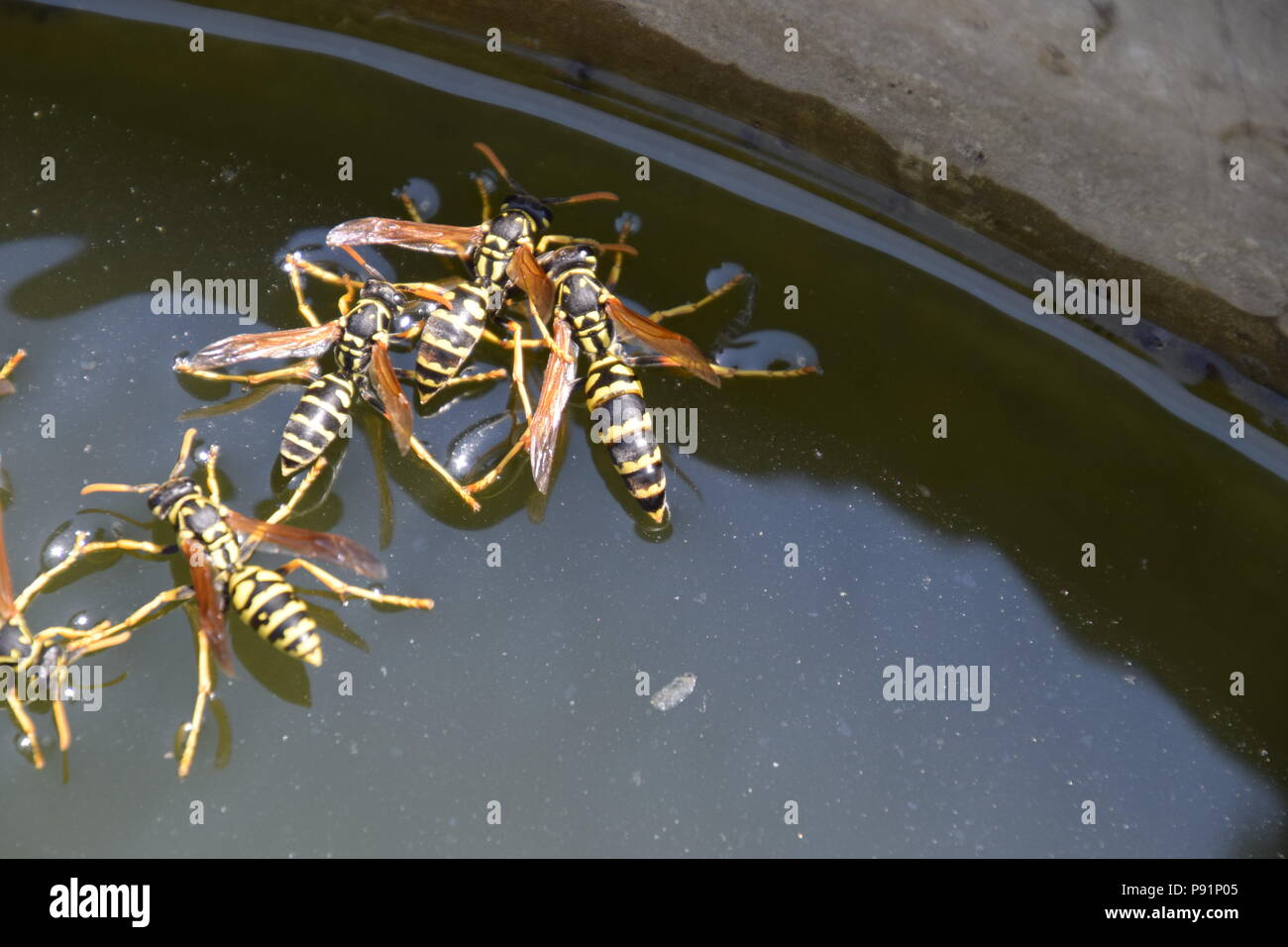 Wasps Polistes drink water. Wasps drink water from the pan, swim on the ...