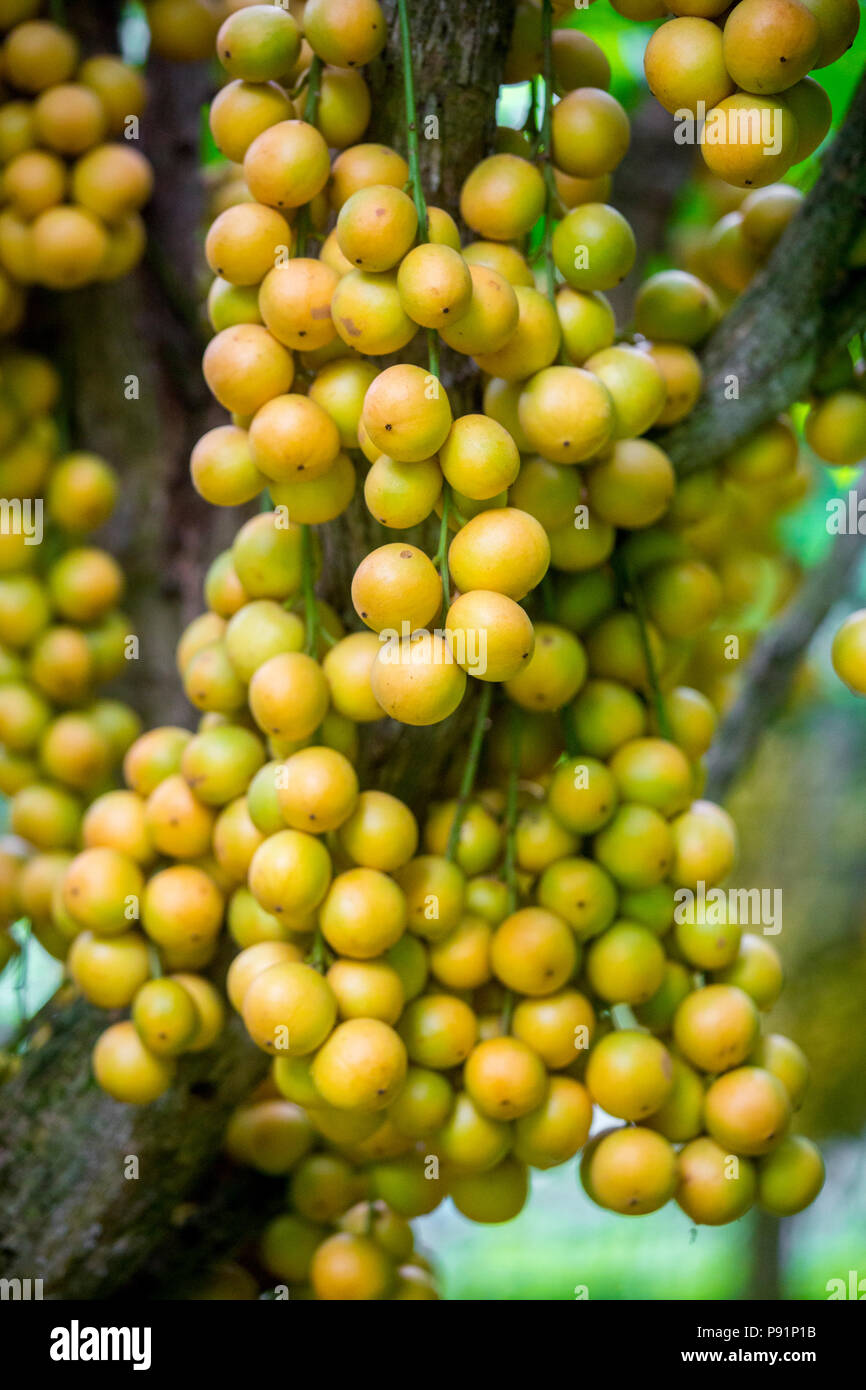 Lotkan plantation at Belabo, Narsingdi, Bangladesh Stock Photo - Alamy
