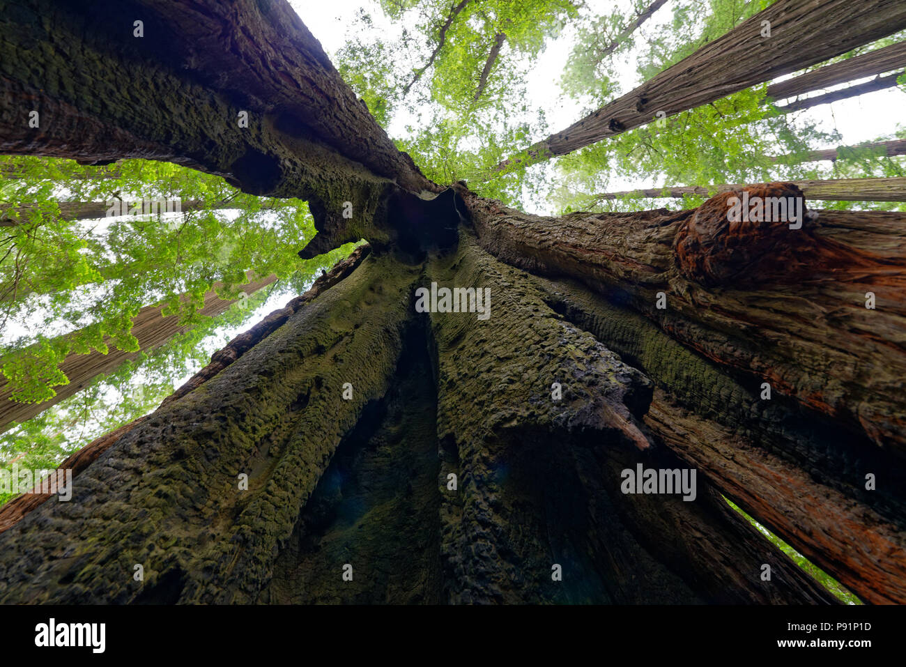 Looking up into a split Coastal Redwood tree trunk in Northern ...