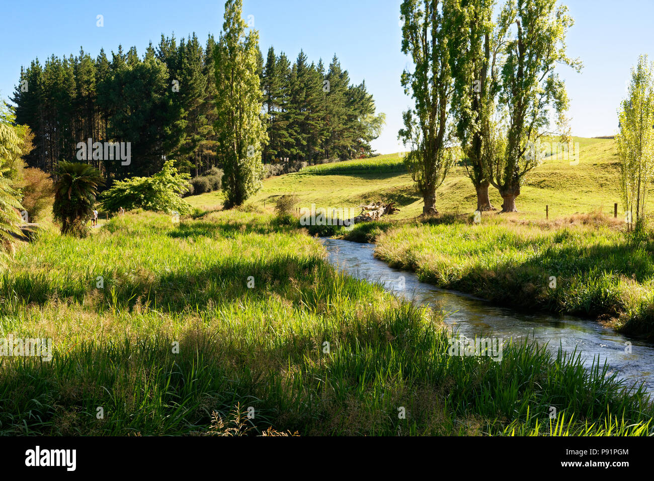 New zealand blue spring putaruru hi-res stock photography and images ...