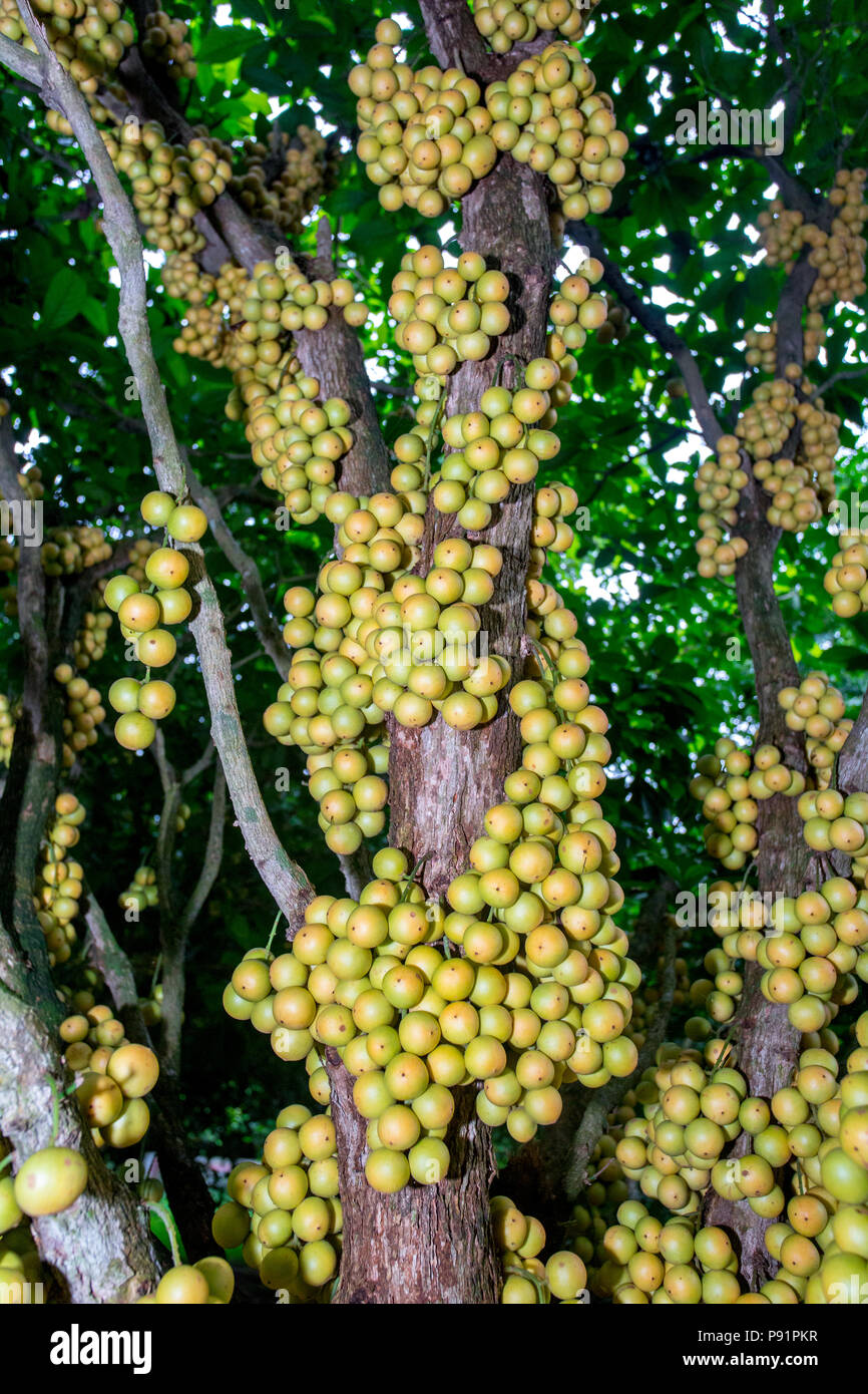 Lotkan plantation at Belabo, Narsingdi, Bangladesh Stock Photo - Alamy