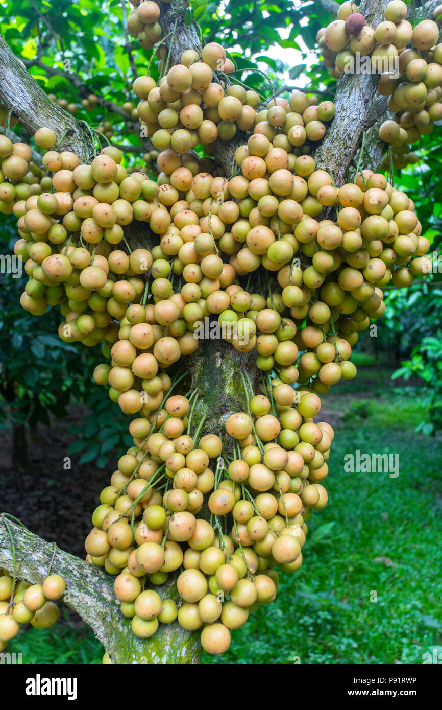 Lotkan plantation at Belabo, Narsingdi, Bangladesh Stock Photo - Alamy