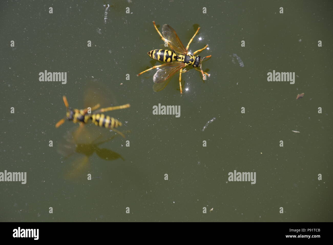 Wasps Polistes drink water. Wasps drink water from the pan, swim on the ...