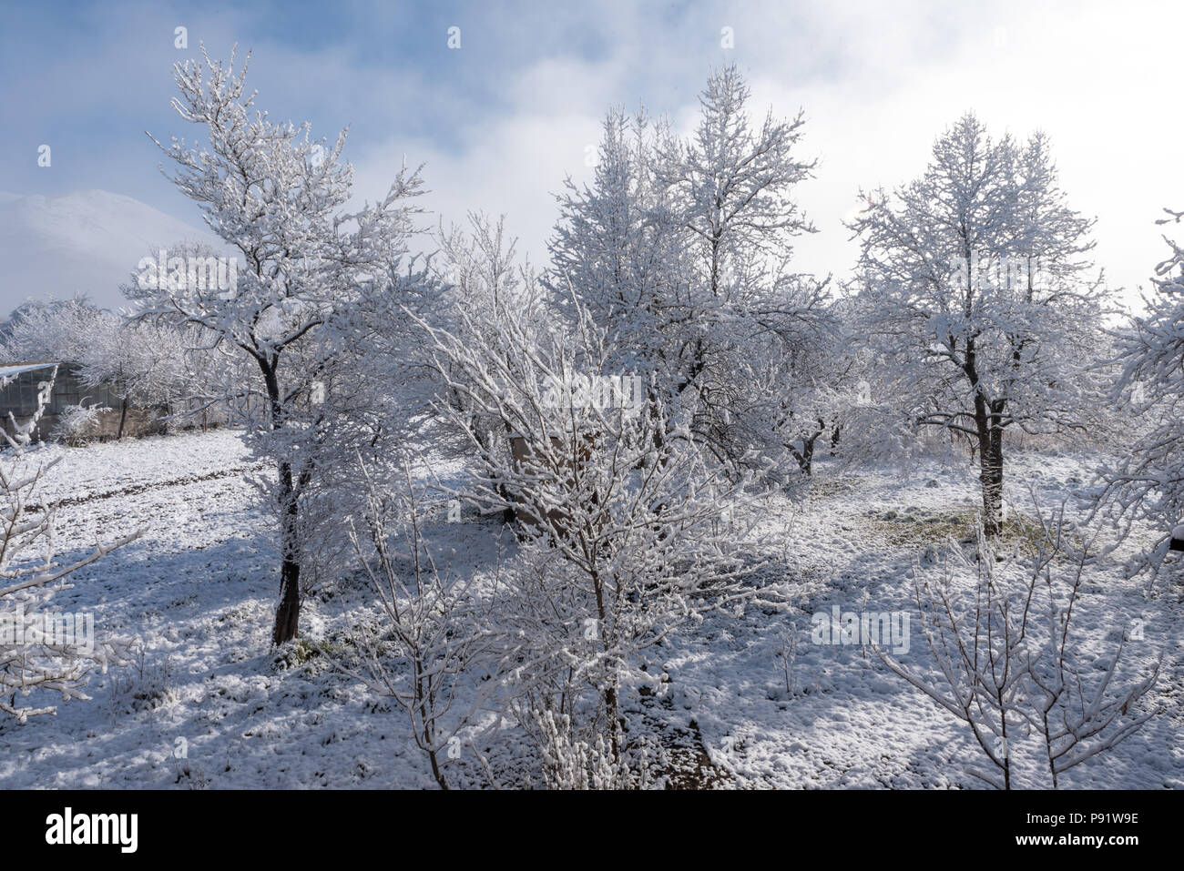 Trees on snow Stock Photo - Alamy