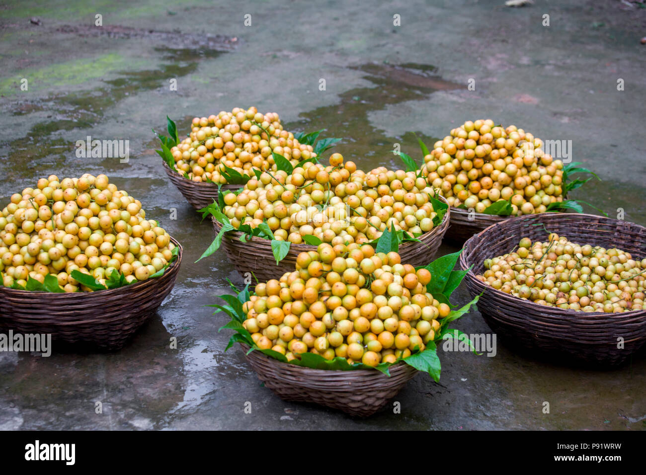Lotkan plantation at Belabo, Narsingdi, Bangladesh Stock Photo - Alamy