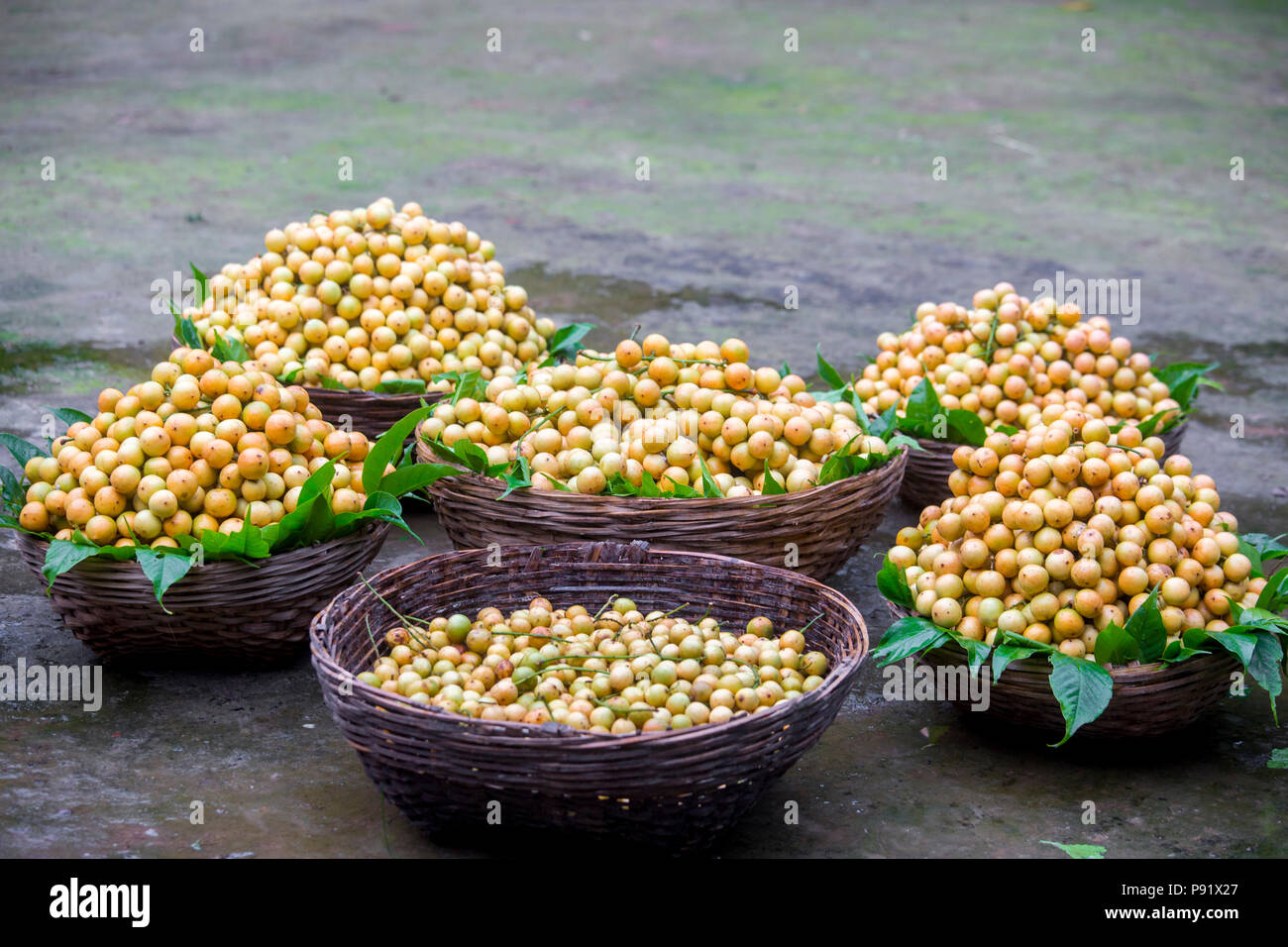 Lotkan plantation at Belabo, Narsingdi, Bangladesh Stock Photo - Alamy