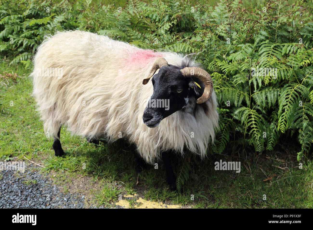 An Irish Hill lamb sheep beside the road in Connemara, Ireland Stock ...
