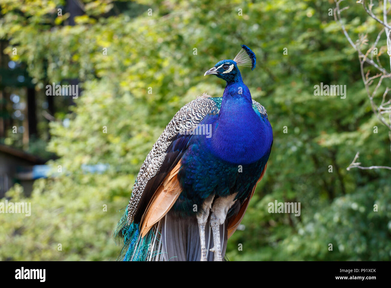 Wild peacock hi-res stock photography and images - Alamy