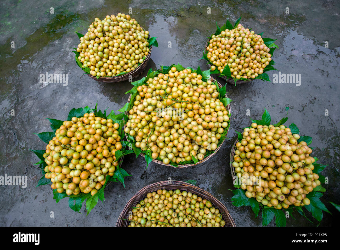 Lotkan plantation at Belabo, Narsingdi, Bangladesh Stock Photo - Alamy