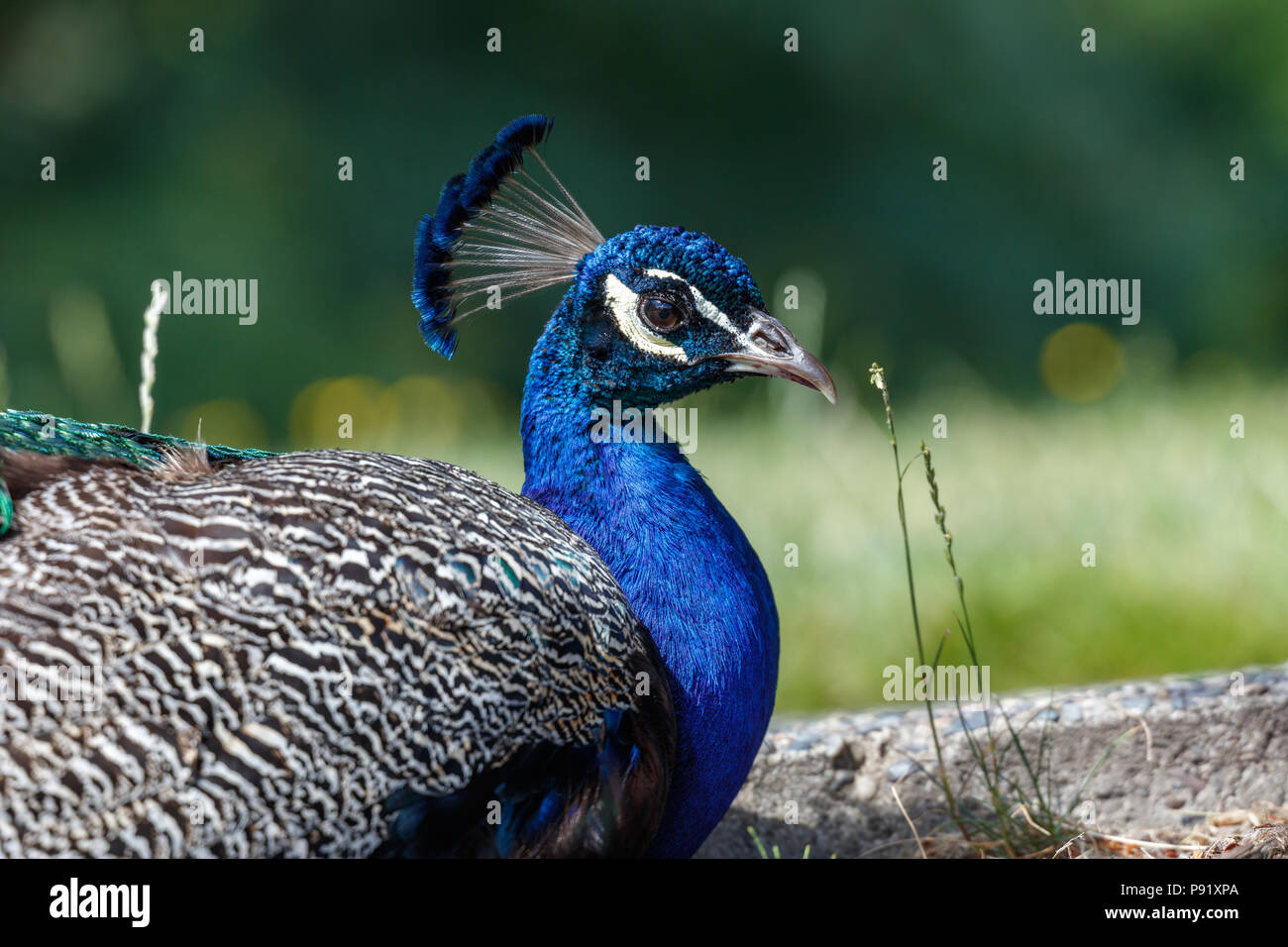 Wild peacock hi-res stock photography and images - Alamy