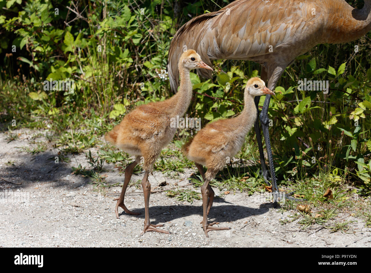 Sandhill crane wildlife bird hi-res stock photography and images - Alamy