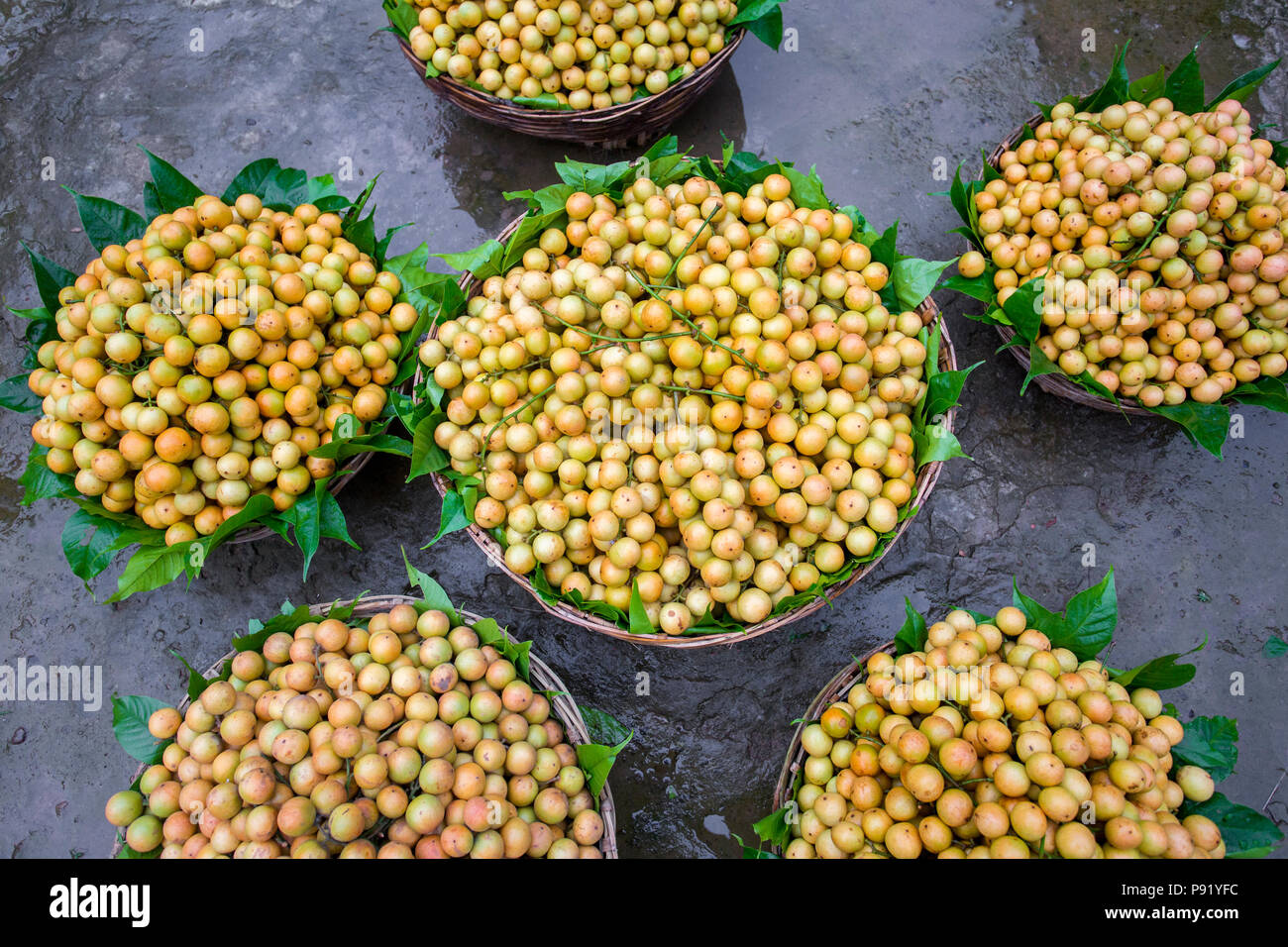 Lotkan plantation at Belabo, Narsingdi, Bangladesh Stock Photo - Alamy