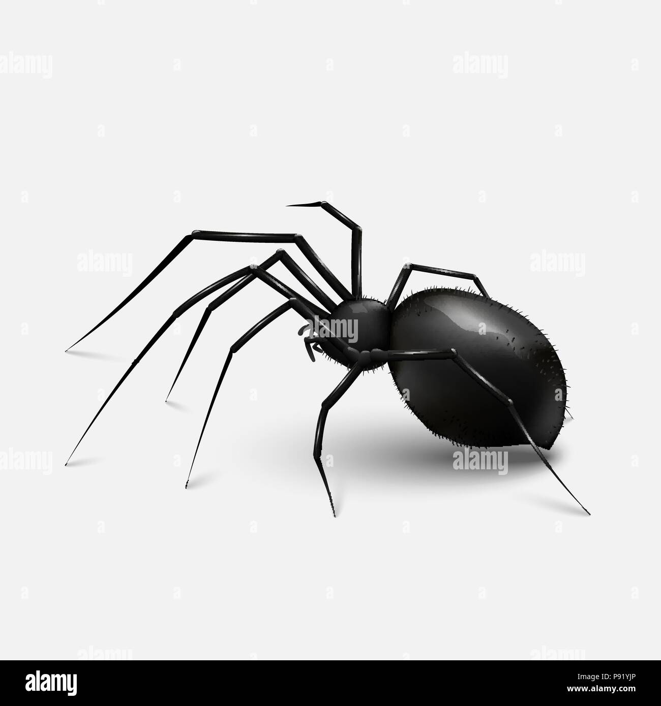 Stock vector illustration realistic black spider. light gray background ...