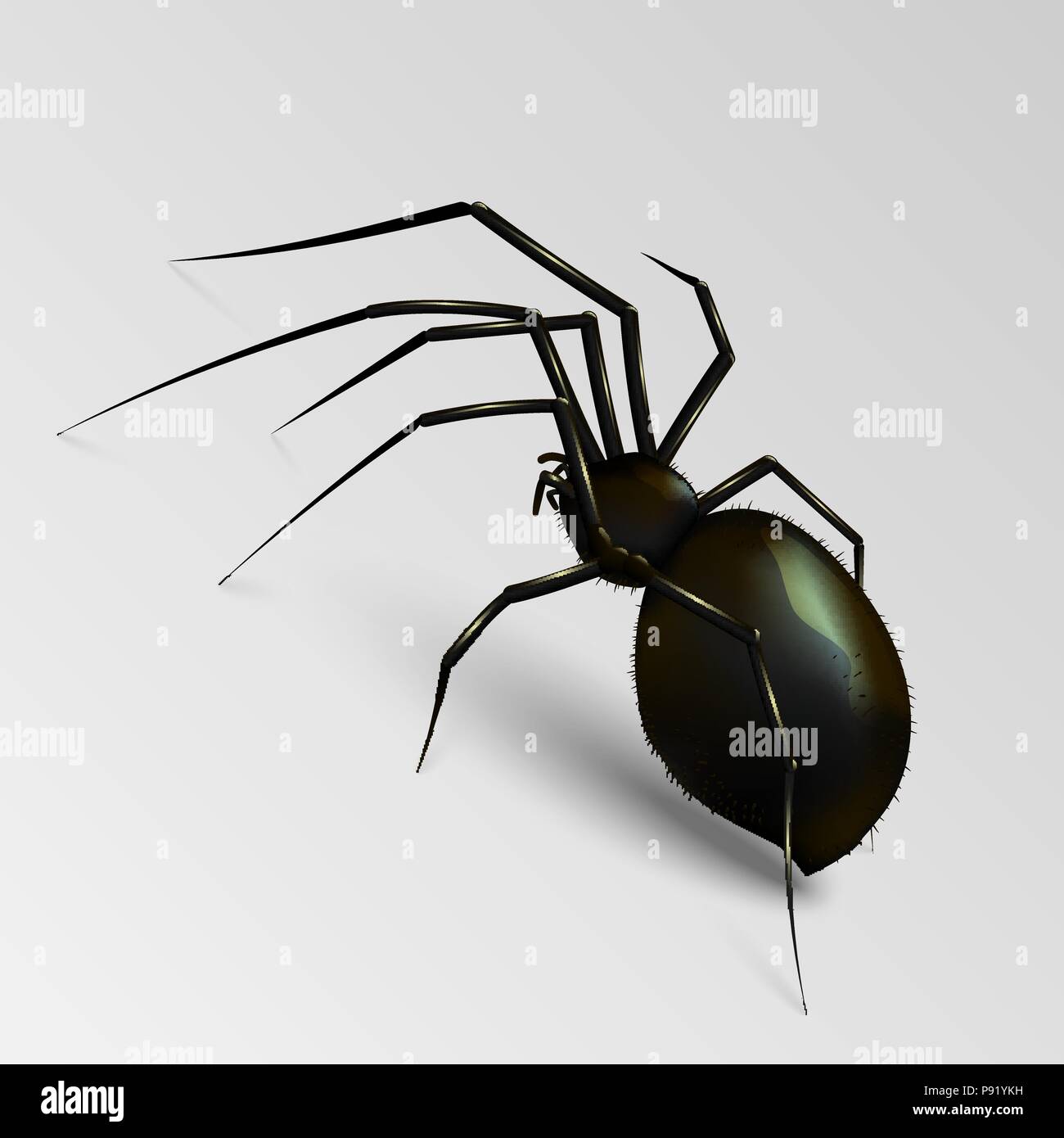 Stock vector illustration realistic black spider. light gray background ...