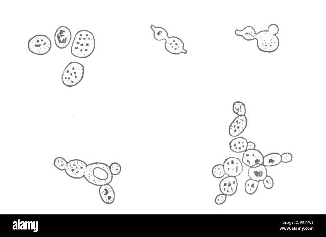 Image life Black and White Stock Photos & Images - Alamy