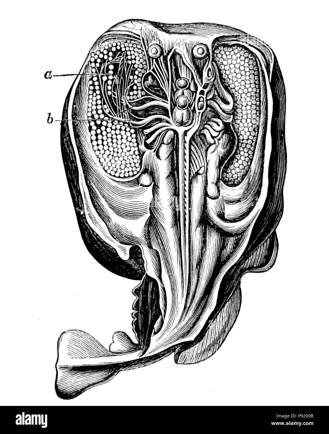 Energy of life Black and White Stock Photos & Images - Alamy