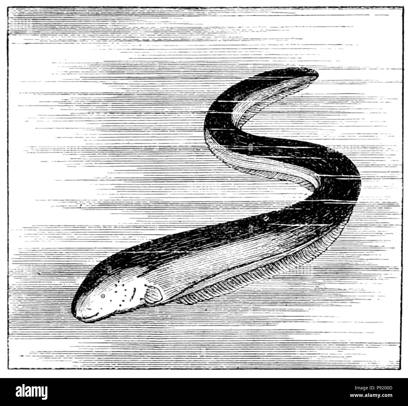 Artist in motion Black and White Stock Photos & Images - Alamy